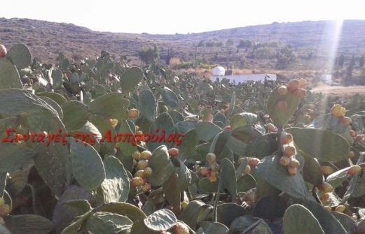 Συνταγή: Πως μαζεύουμε και καθαρίζουμε τα φραγκόσυκα